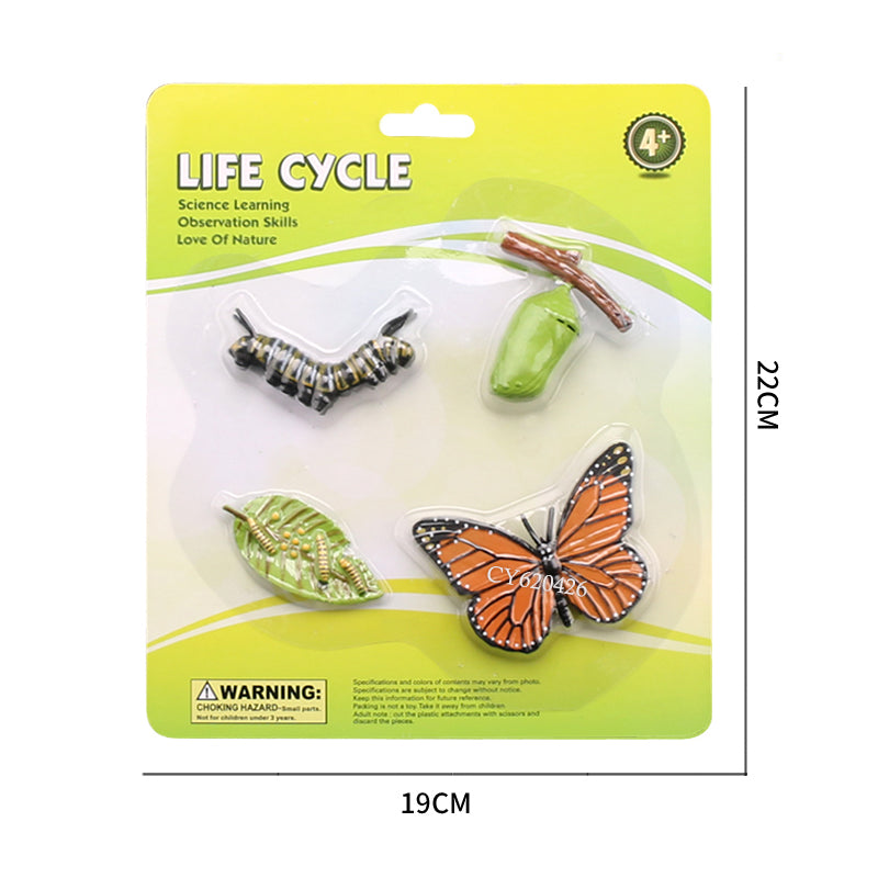Life Cycle Butterfly – Funzone